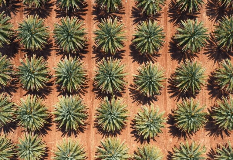 What is Tobala Mezcal? Everything You Need to Know About Tobala Agave ...