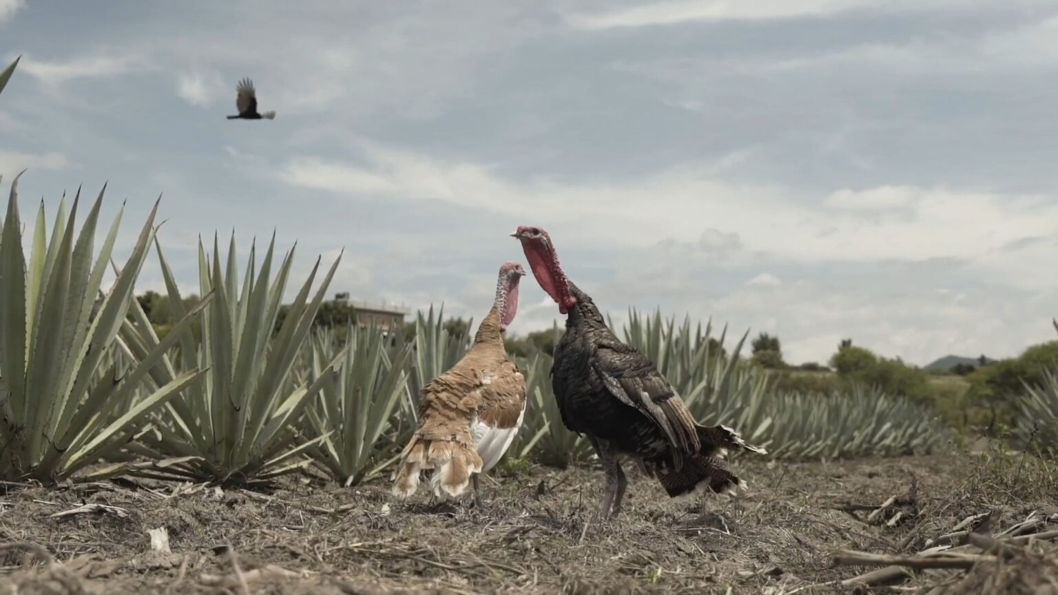 Pechuga Mezcal - An In-Depth Look At This Unique Variety - Mezcal for Life
