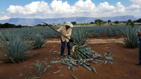 Agave Harvesting Tool - La Coa De Jima - Mezcal for Life